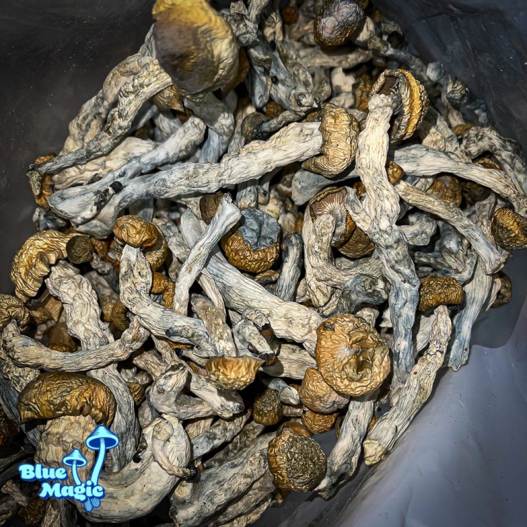 Melmac Penis Envy *BULK* – Blue Magic Shrooms
