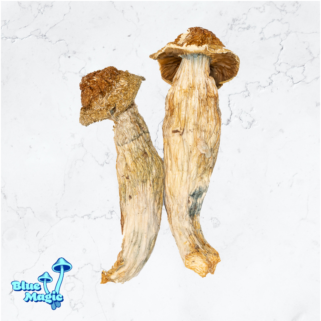 Melmac Penis Envy – Blue Magic