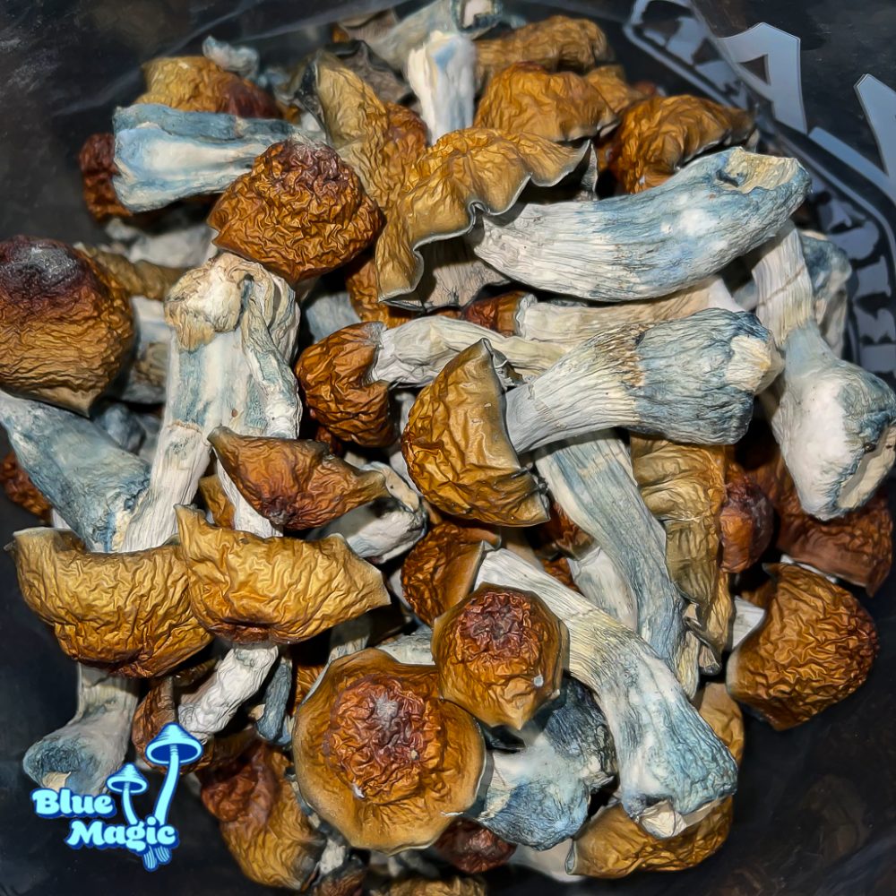 Blue Pulaski (Penis Envy X Blue Meanie) *BULK* – Blue Magic Shrooms