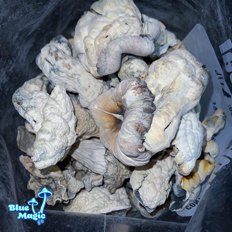 Shakti (Albino Malabar) – Blue Magic Shrooms