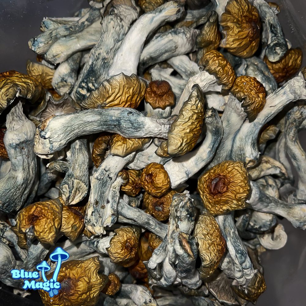 Bull Run (Hill Billy X Penis Envy) *BULK* – Blue Magic Shrooms